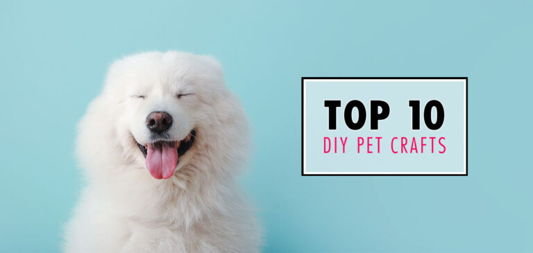Top 10 DIY Pet Crafts | Fusion Furniture Inc.